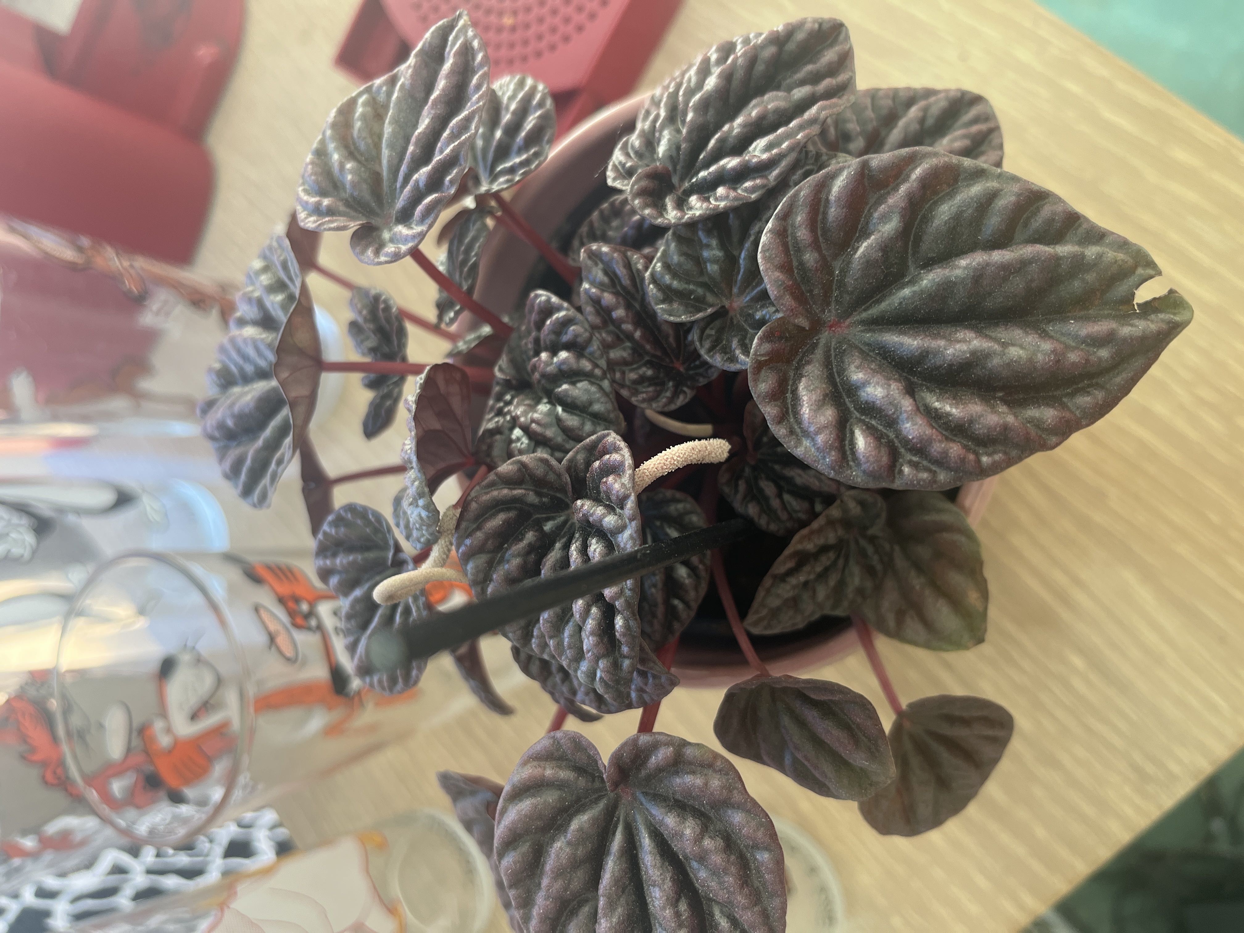 Emerald Ripple Peperomia Care 101: Water, Light & Growing Tips
