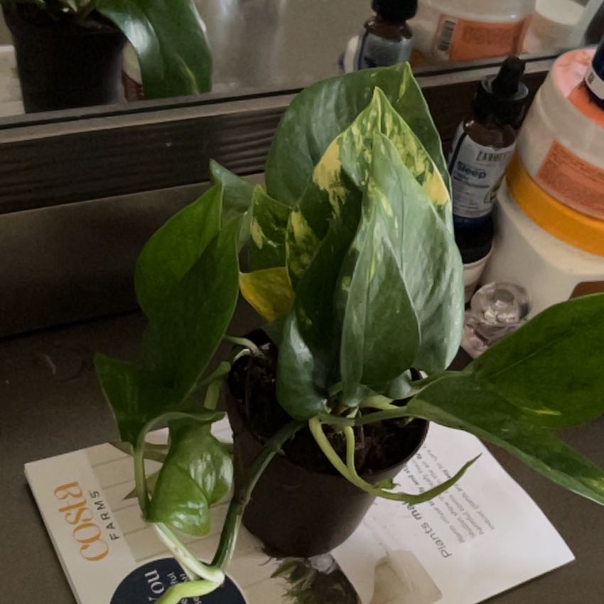 Kobe | A plant by @CapableLimetuff on Greg