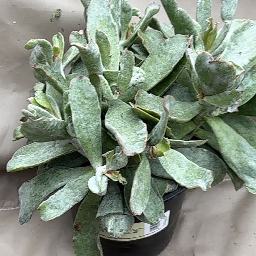 Cotyledon 'Lechuga' Plant Care: Water, Light, Nutrients | Greg App 🌱