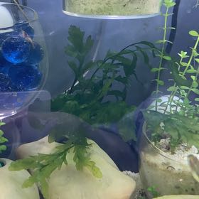 The Complete Asian Water Fern Plant Care Guide: Water, Light & Beyond