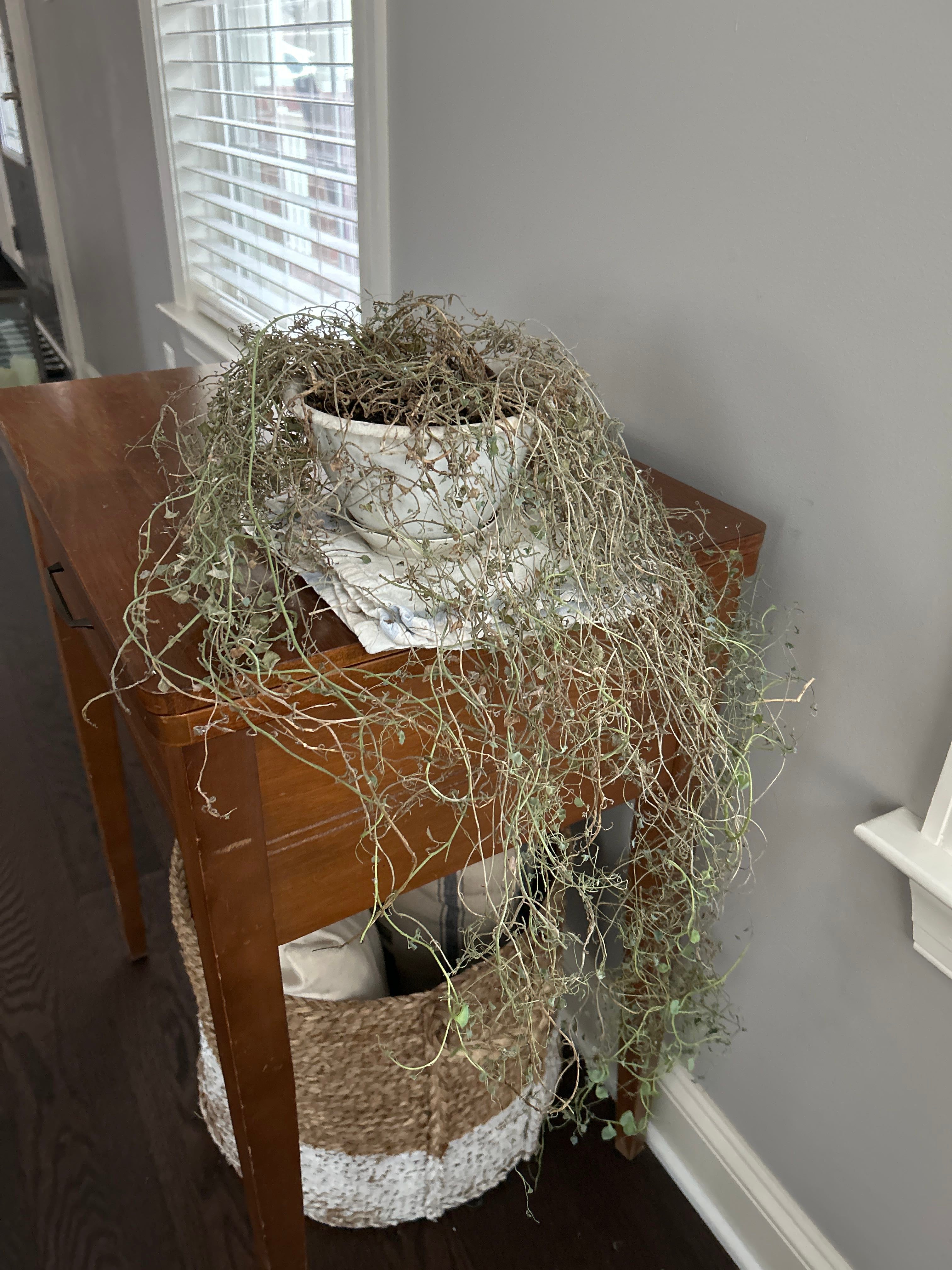 String of Dolphins Plant Care: Water, Light, Nutrients | Greg App 🌱