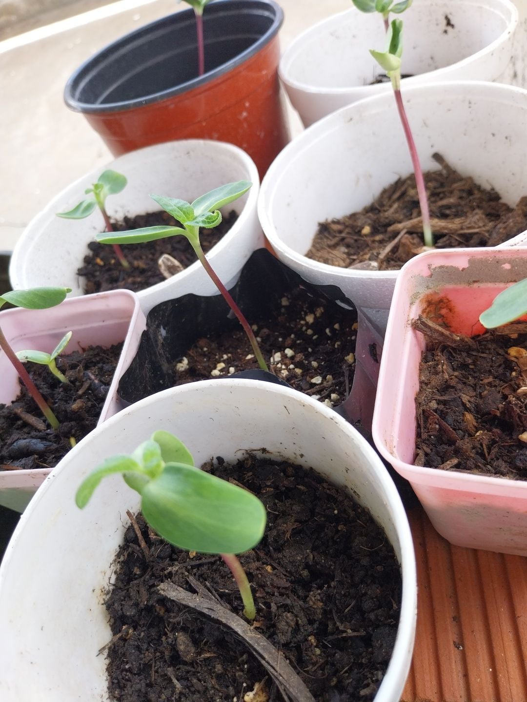 🌻 Why Are My Jua Maya Sunflower Leaves Mushy?