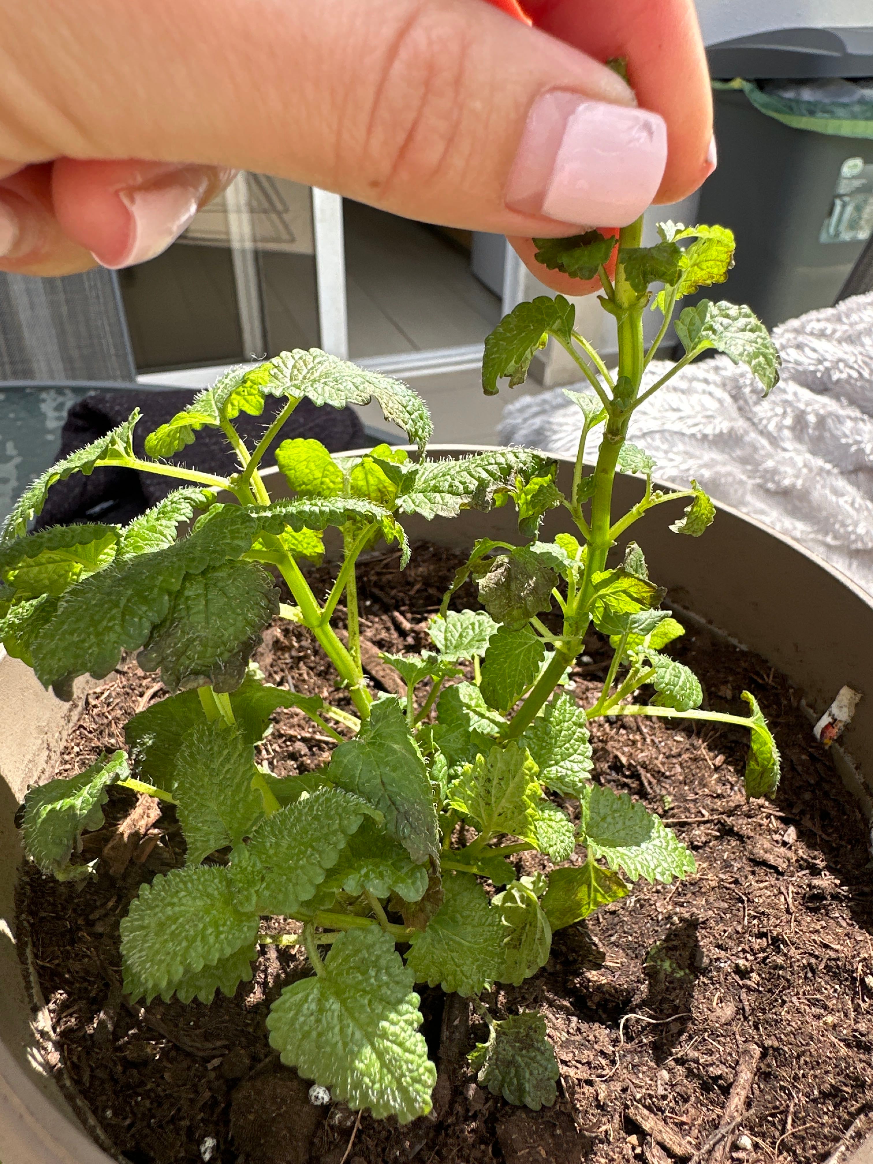 🍋 Step-by-Step Guide to Understanding Lemon Balm Lifecycle