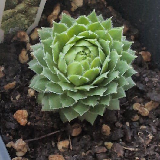 How to Care for Sempervivum 'Green Wheel': Mastering Water, Sunlight & More