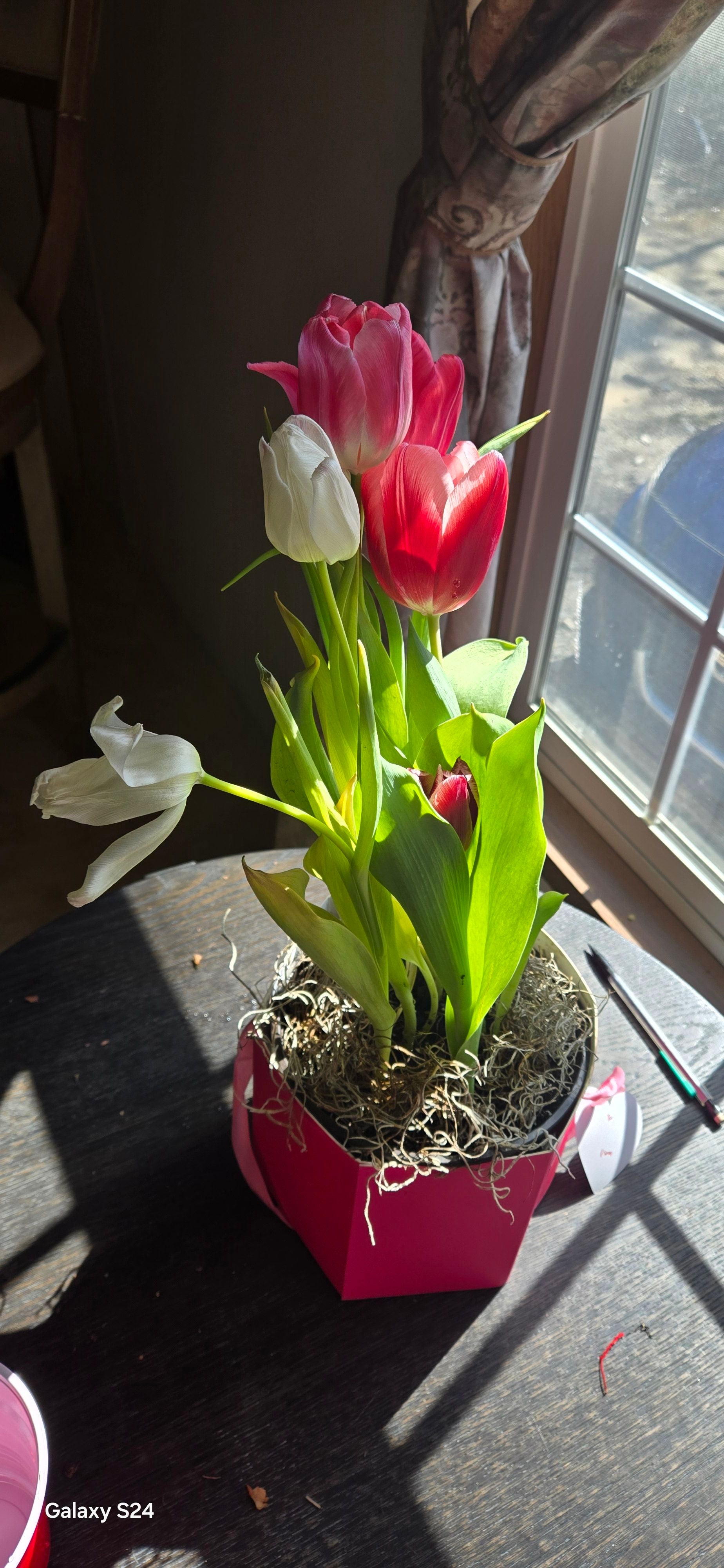 What You Should Know About Tulip 'Roussillon' 🌷