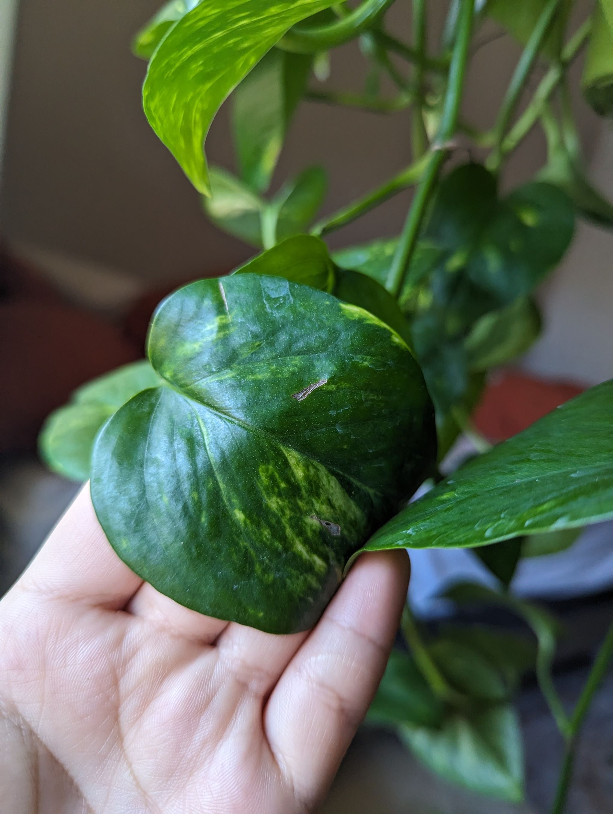 Is this thrip damage on my pothos!?