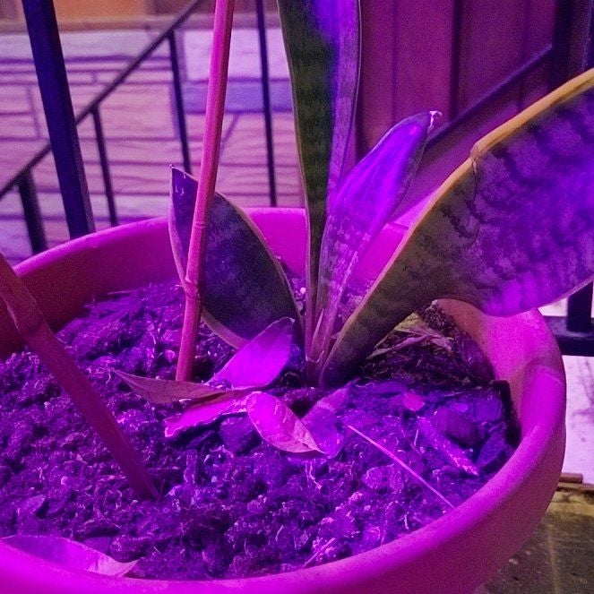 Marley | A plant by @VividCrabapple on Greg