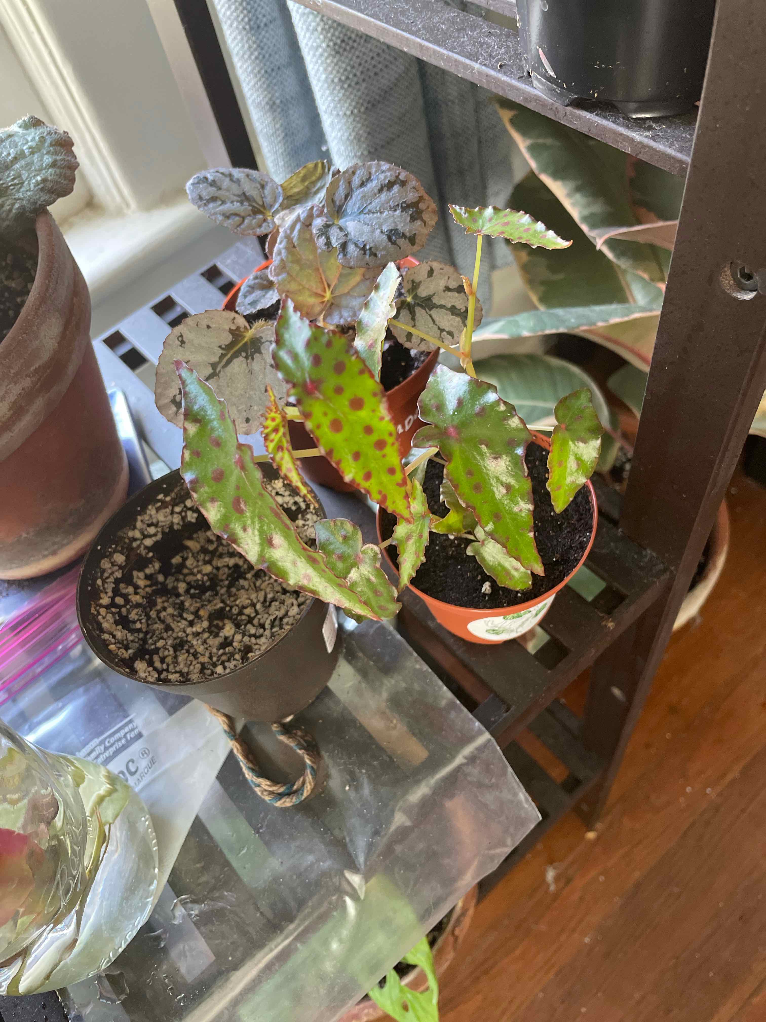🐛 What To Do About Bugs on My Begonia amphioxus?