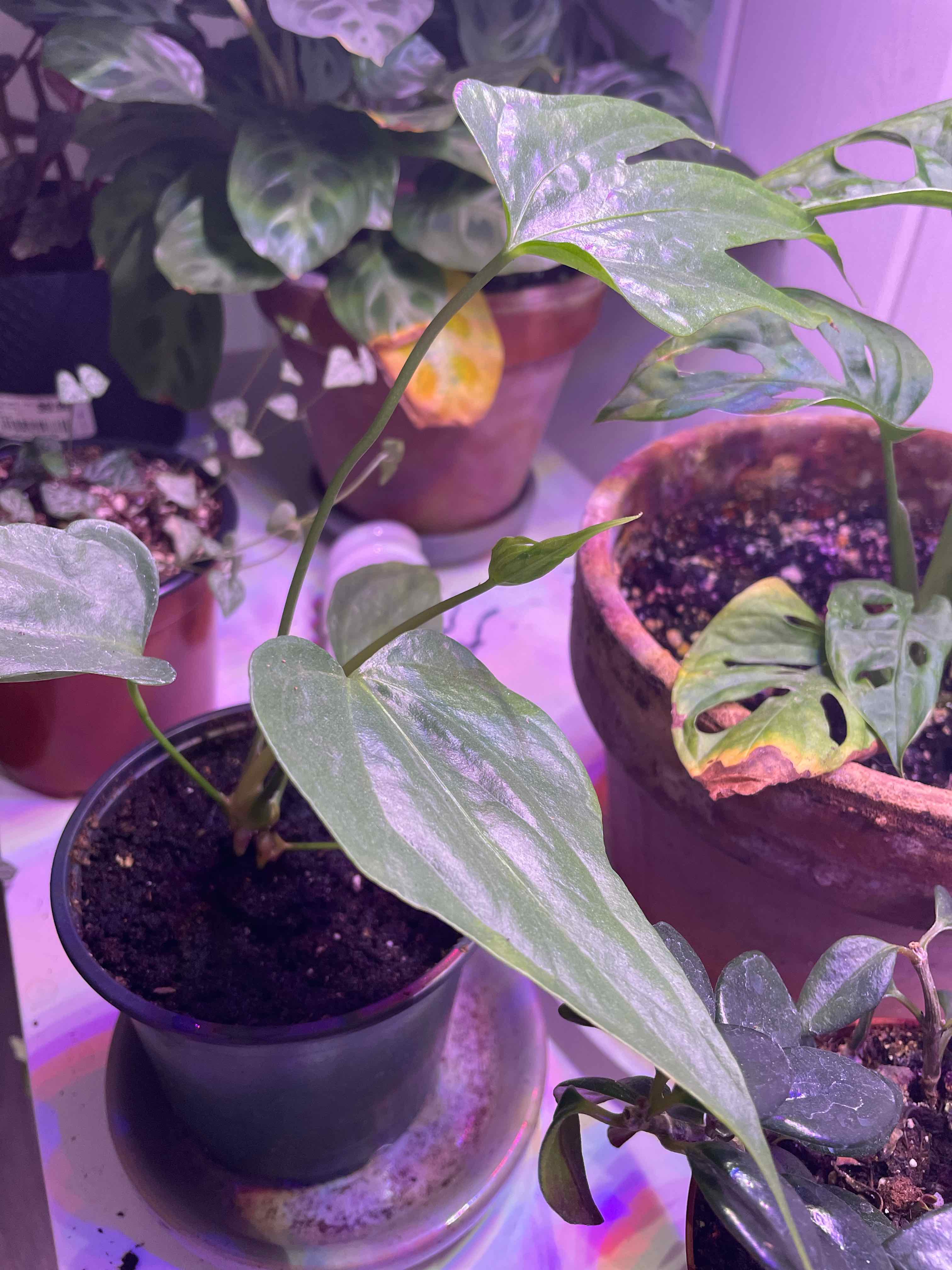 How Do I Cure Anthurium Root Rot?