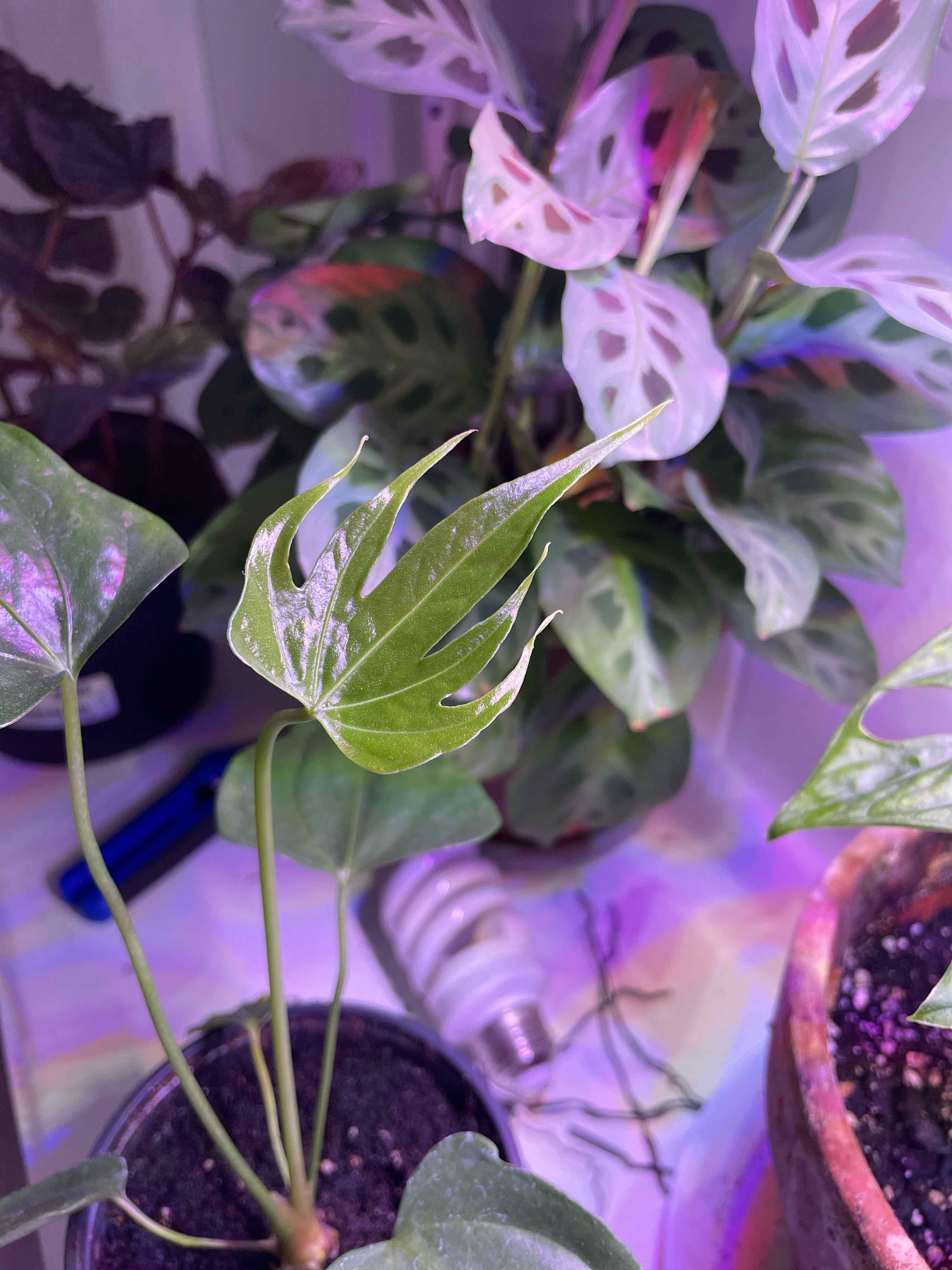 How Do I Cure Anthurium Root Rot?