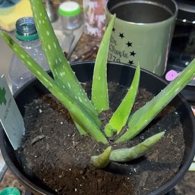 Homer | A plant by @SaluteCornplant on Greg