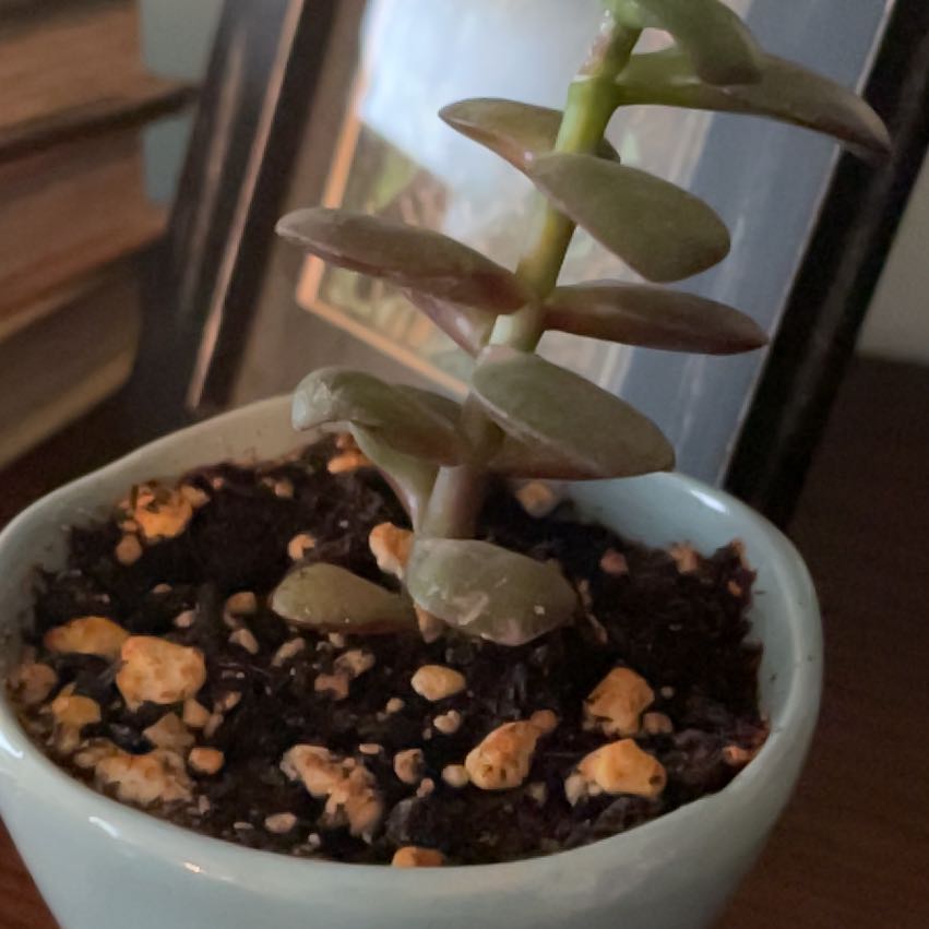 Nemo | A plant by @DinkumCoyotillo on Greg