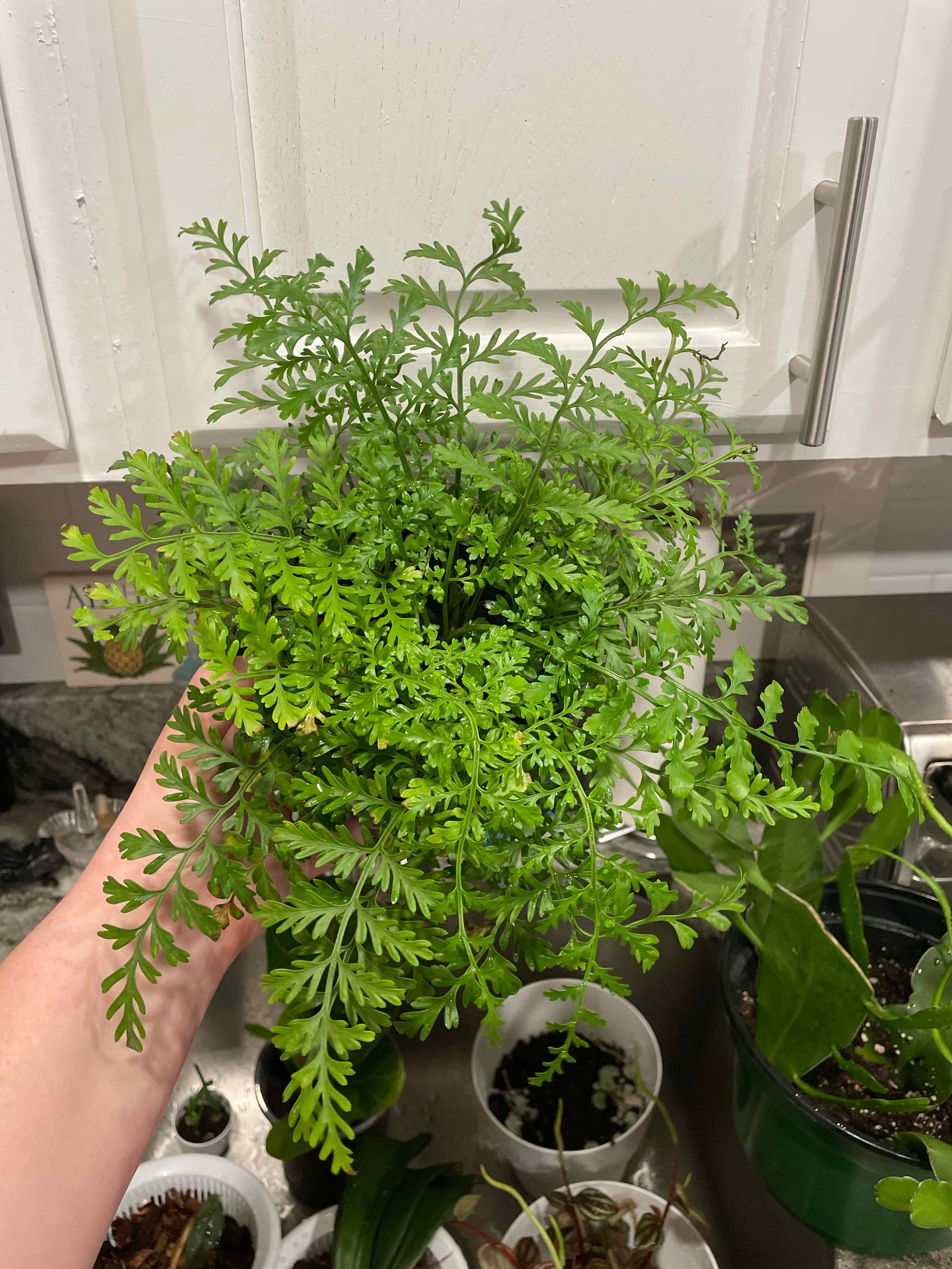 What To Do About Bugs on My Mother Fern? 🐛