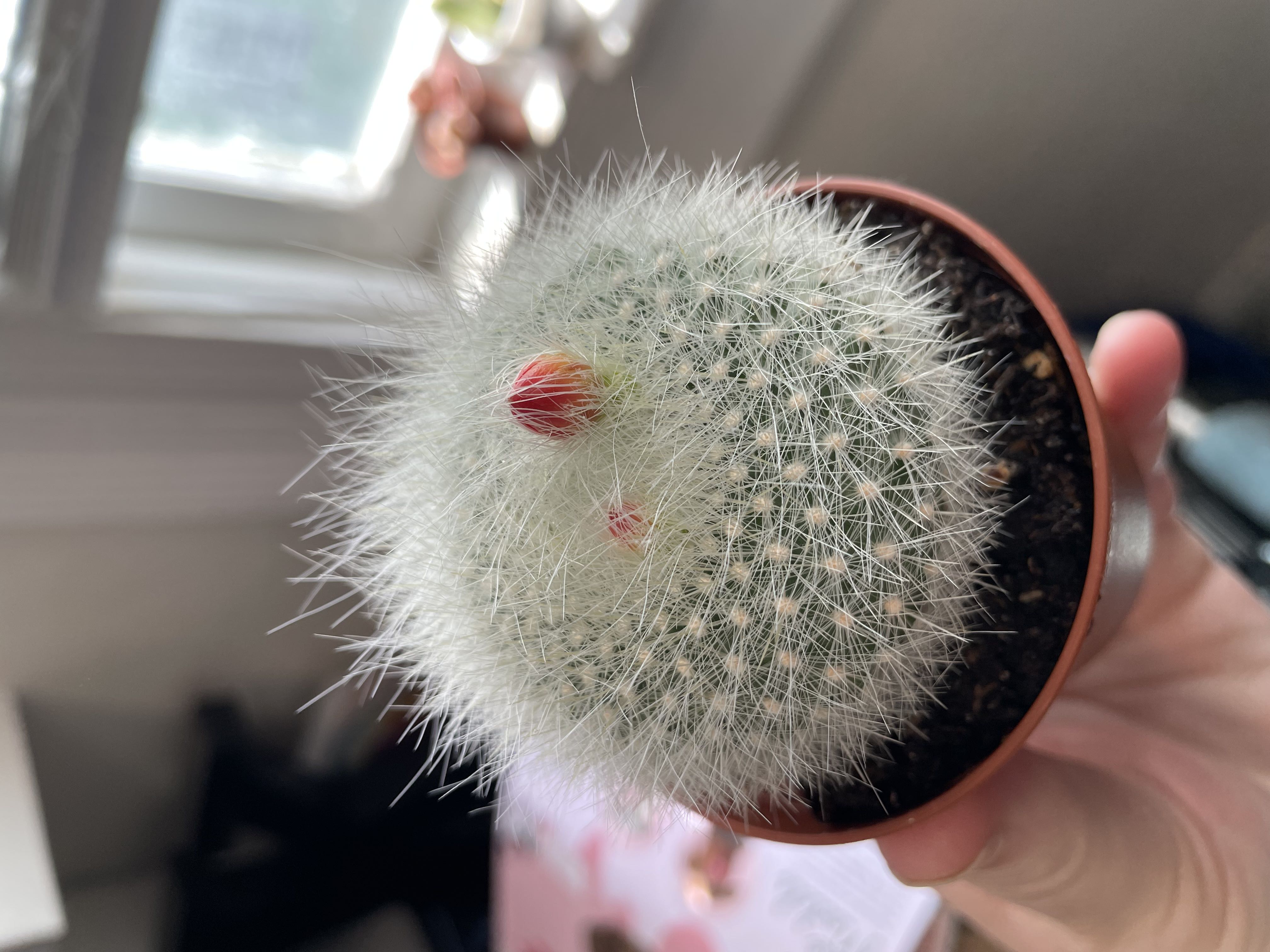 How to Care for Silver Cluster Cactus: Mastering Water, Sunlight & More