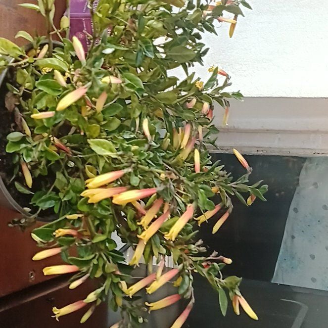 The Complete Yellow Jacobinia Plant Care Guide: Water, Light & Beyond