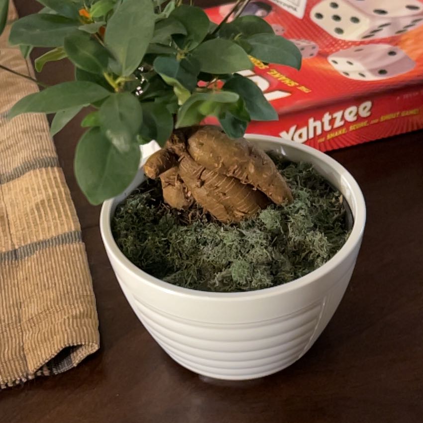 Mr. Miagi | A plant by @AscendingComet on Greg