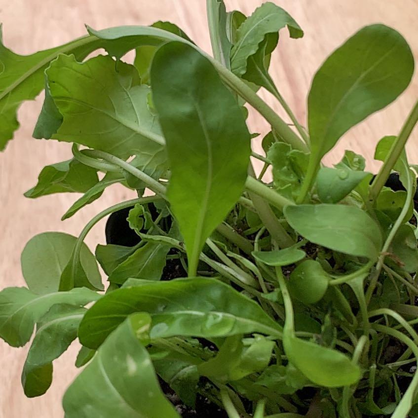 What Do Arugula Flowers Mean?