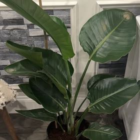 Athena | A plant by @SilkenCowslip on Greg