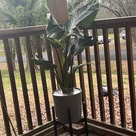 Achilles | A plant by @FitYellowrose on Greg