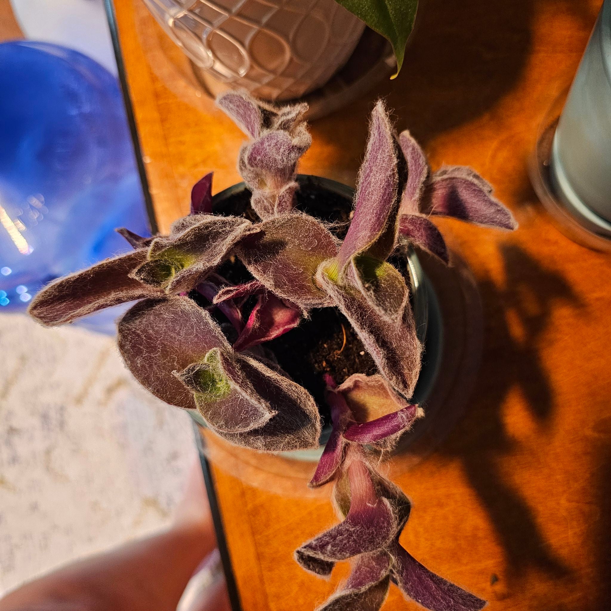 Pale Puma Plant Care: Water, Light, Nutrients | Greg App 🌱