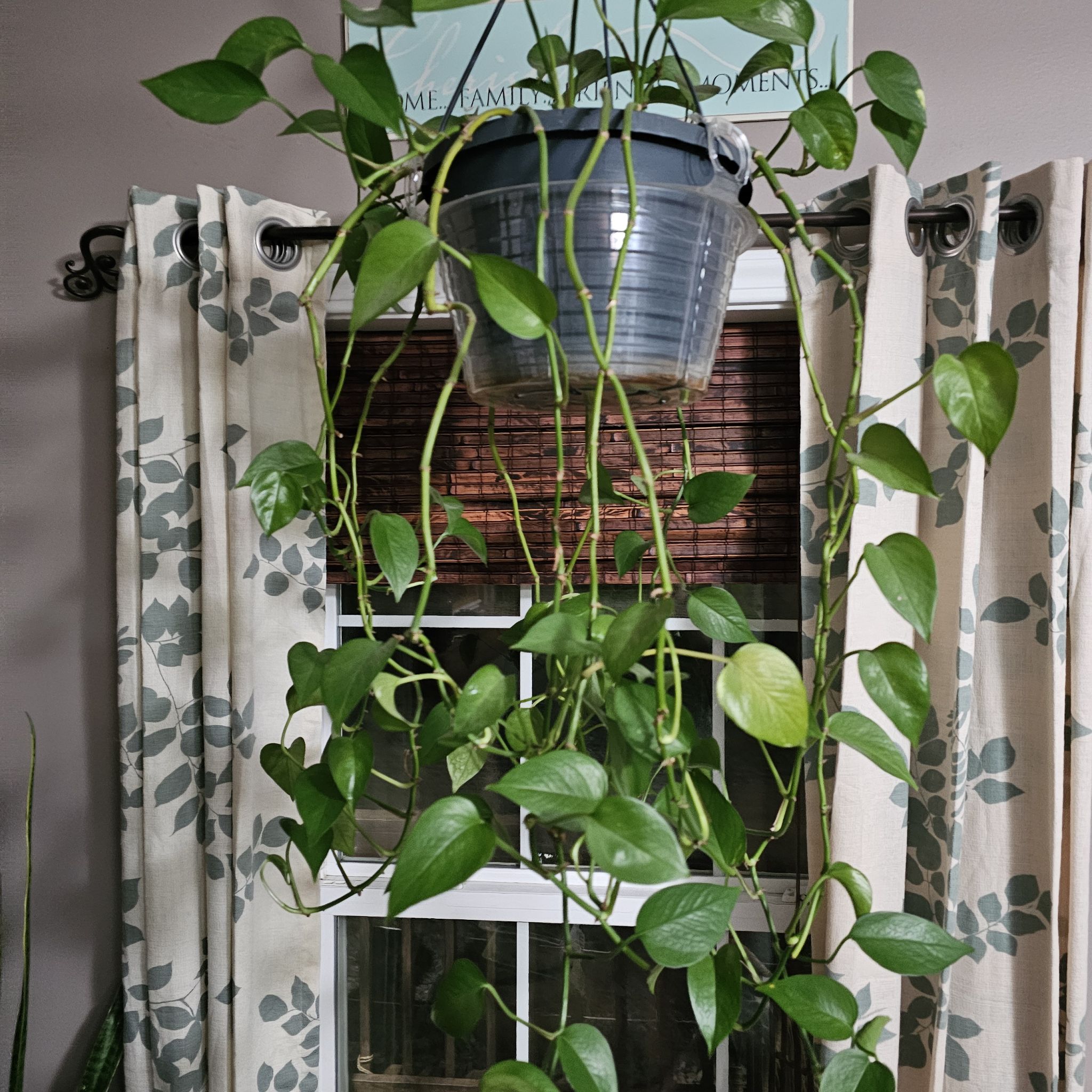 Huckleberry Fern | A plant by @PlantLady01 on Greg