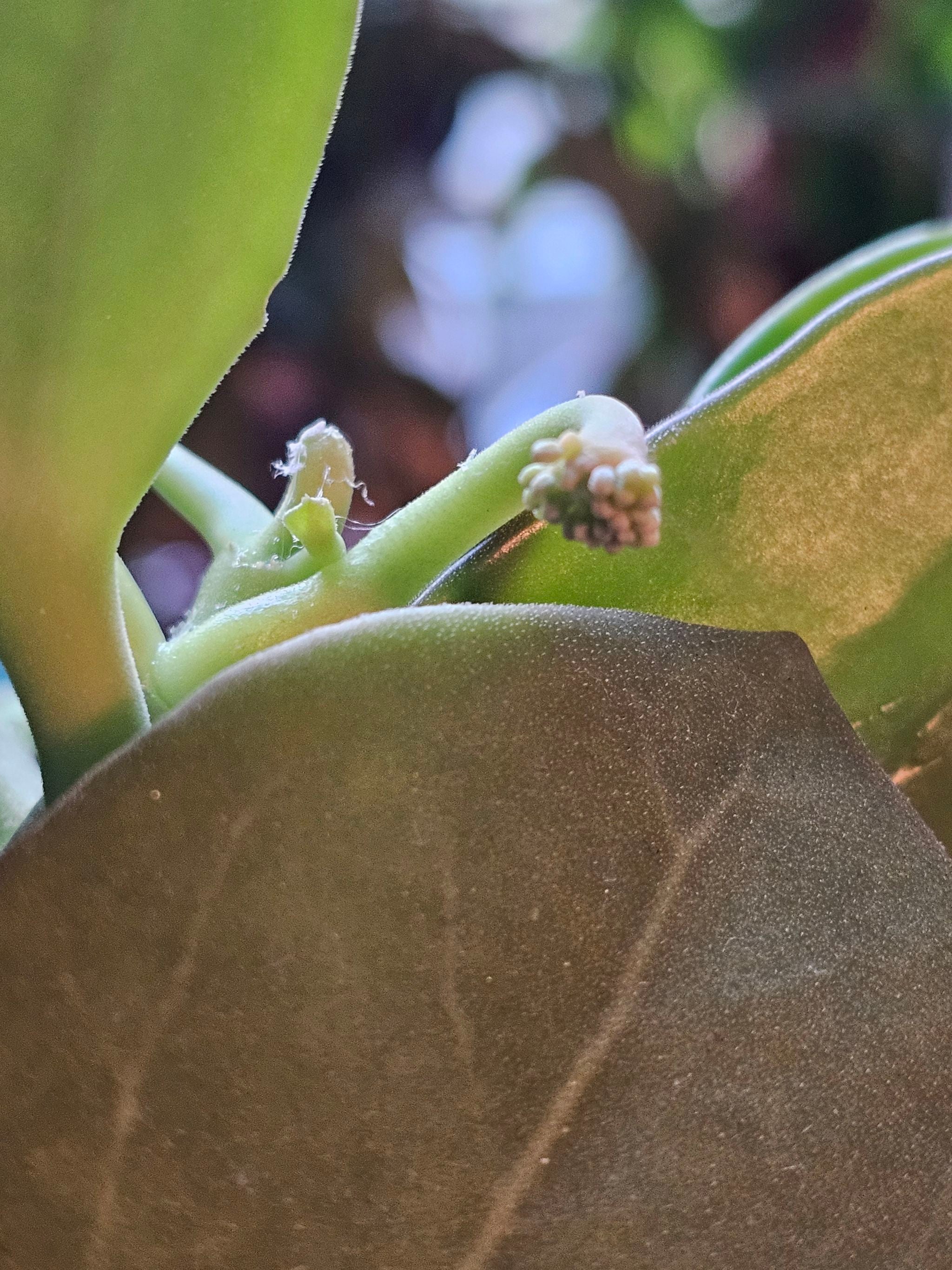 Wax plant Care 101: Water, Light & Growing Tips