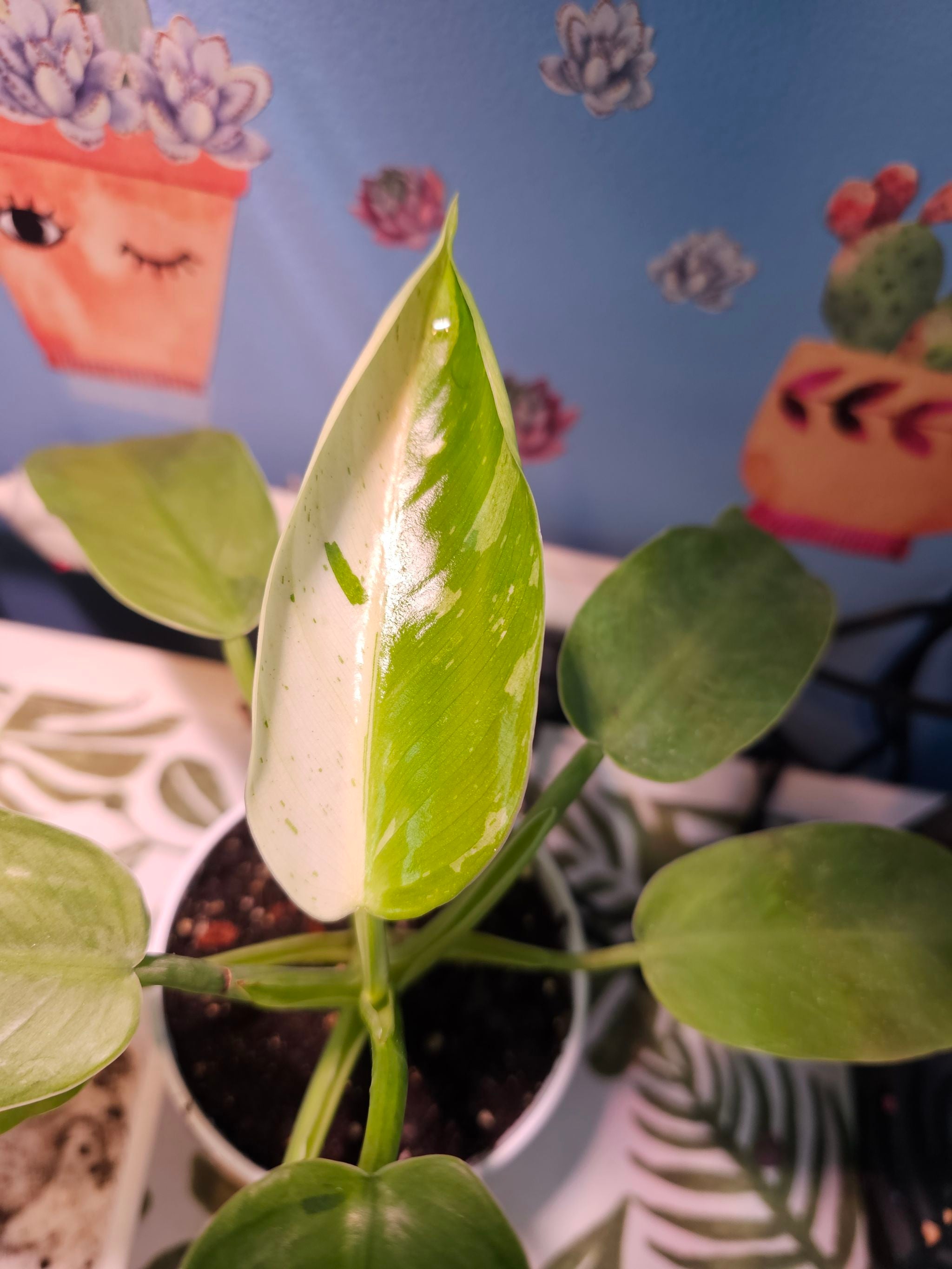 Congo Apple Philodendron: How Much Water & Light Does it Need to Thrive?