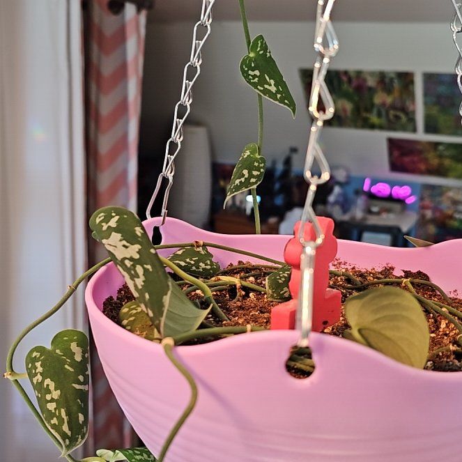 Athena | A plant by @PlantLady01 on Greg
