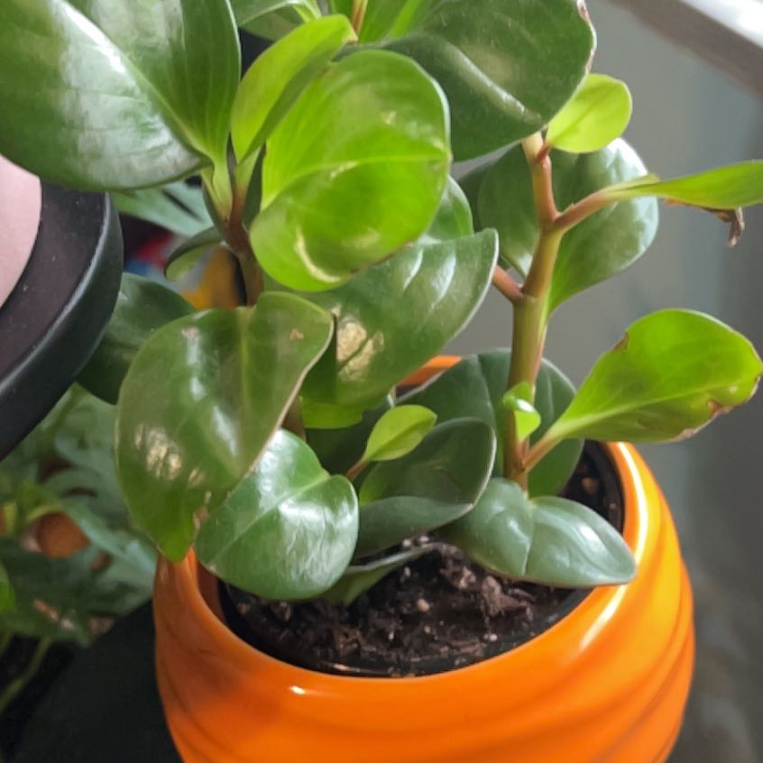 Luna | A plant by @SaccharineOnion on Greg