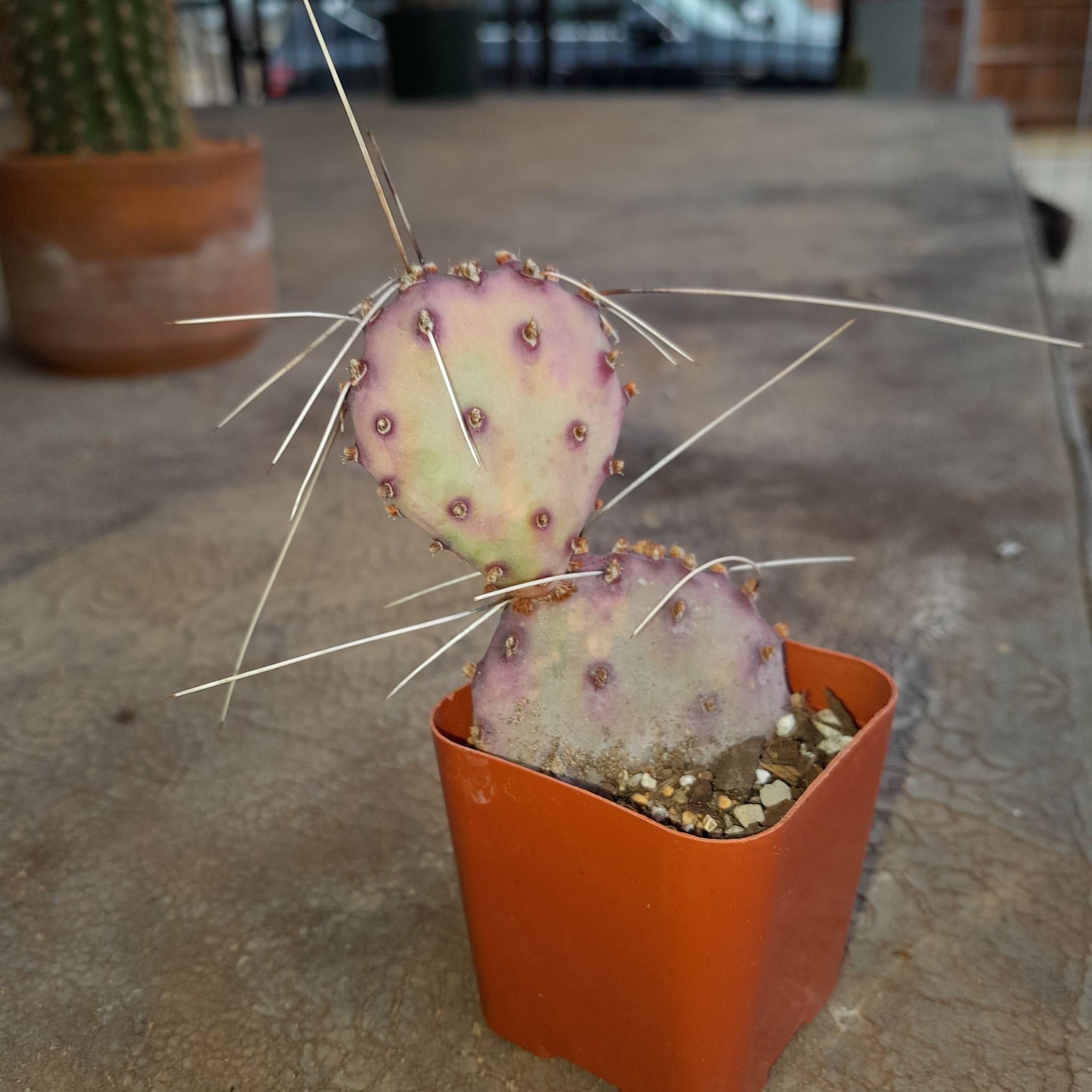 🌵 Symbolism and Benefits of the Purple Prickly Pear