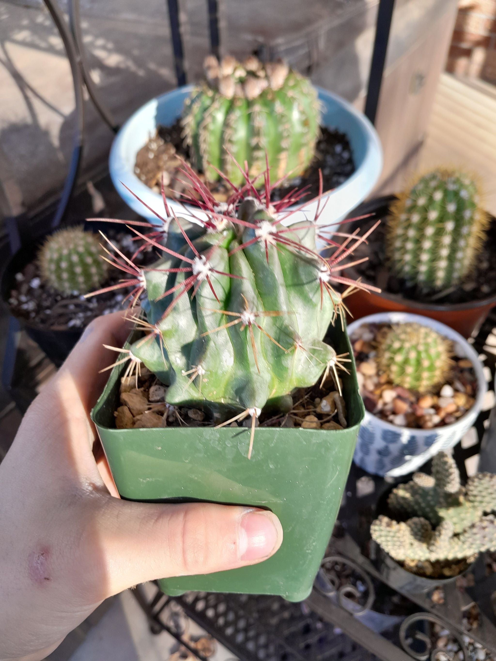 🔥 10 Benefits of Having a Fire Barrel Cactus
