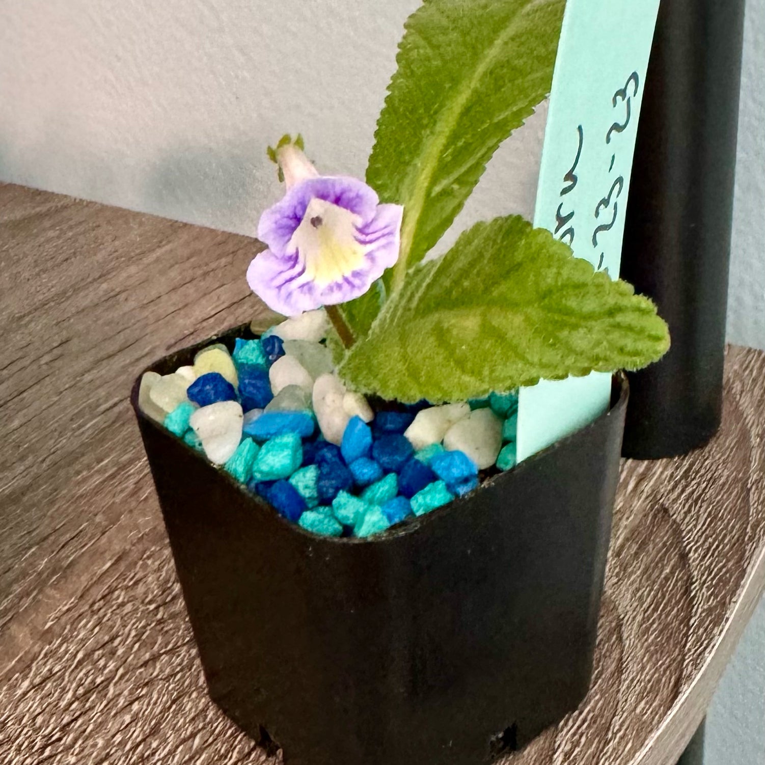 Dale's Smurf Party Plant Care: Water, Light, Nutrients | Greg App 🌱