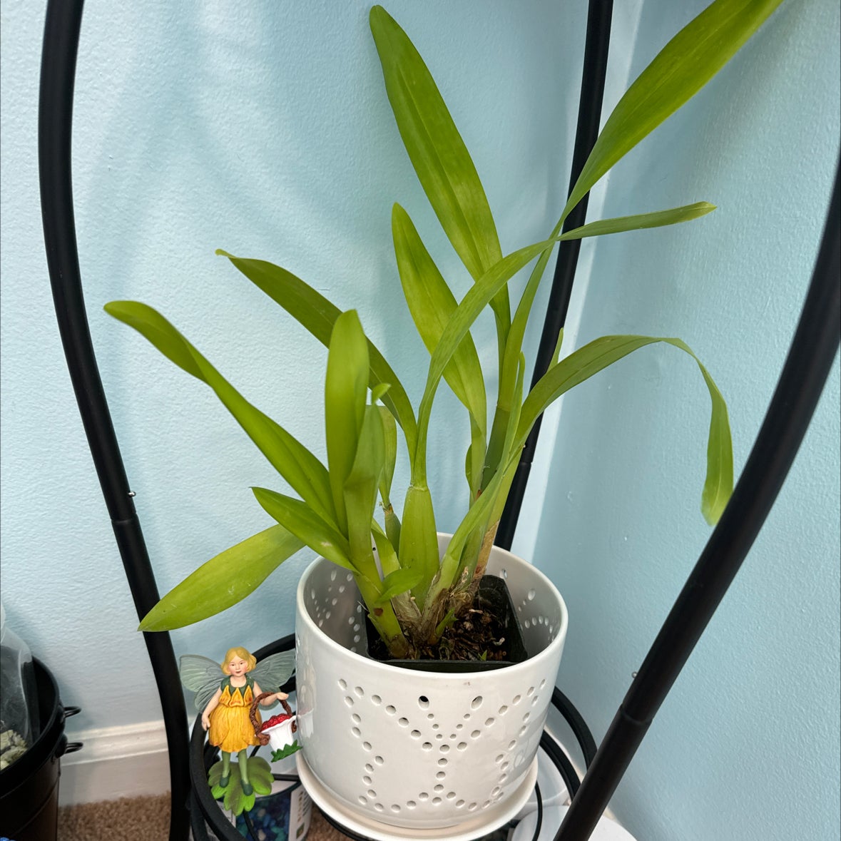 The Complete Copius Plant Care Guide: Water, Light & Beyond