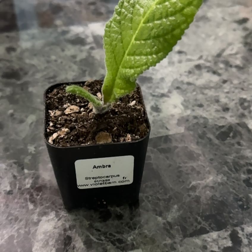 Ambra Plant Care: Water, Light, Nutrients | Greg App 🌱