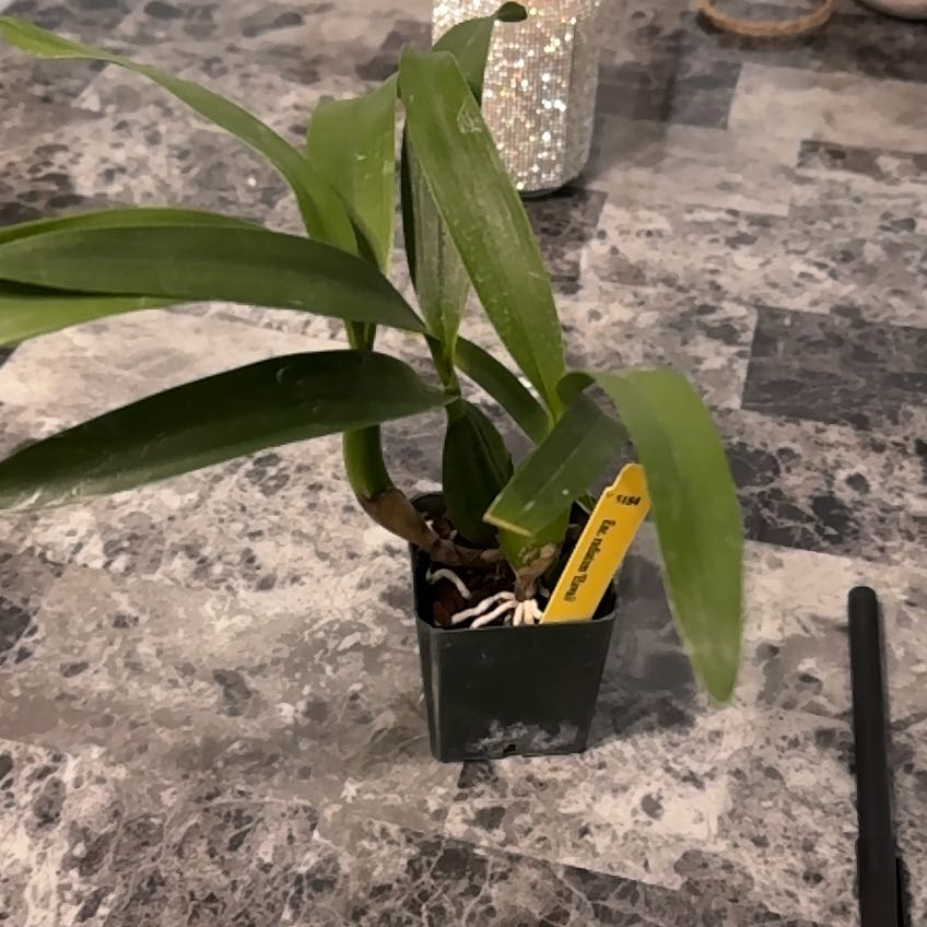 Encyclia Radiata Plant Care: Water, Light, Nutrients | Greg App 🌱