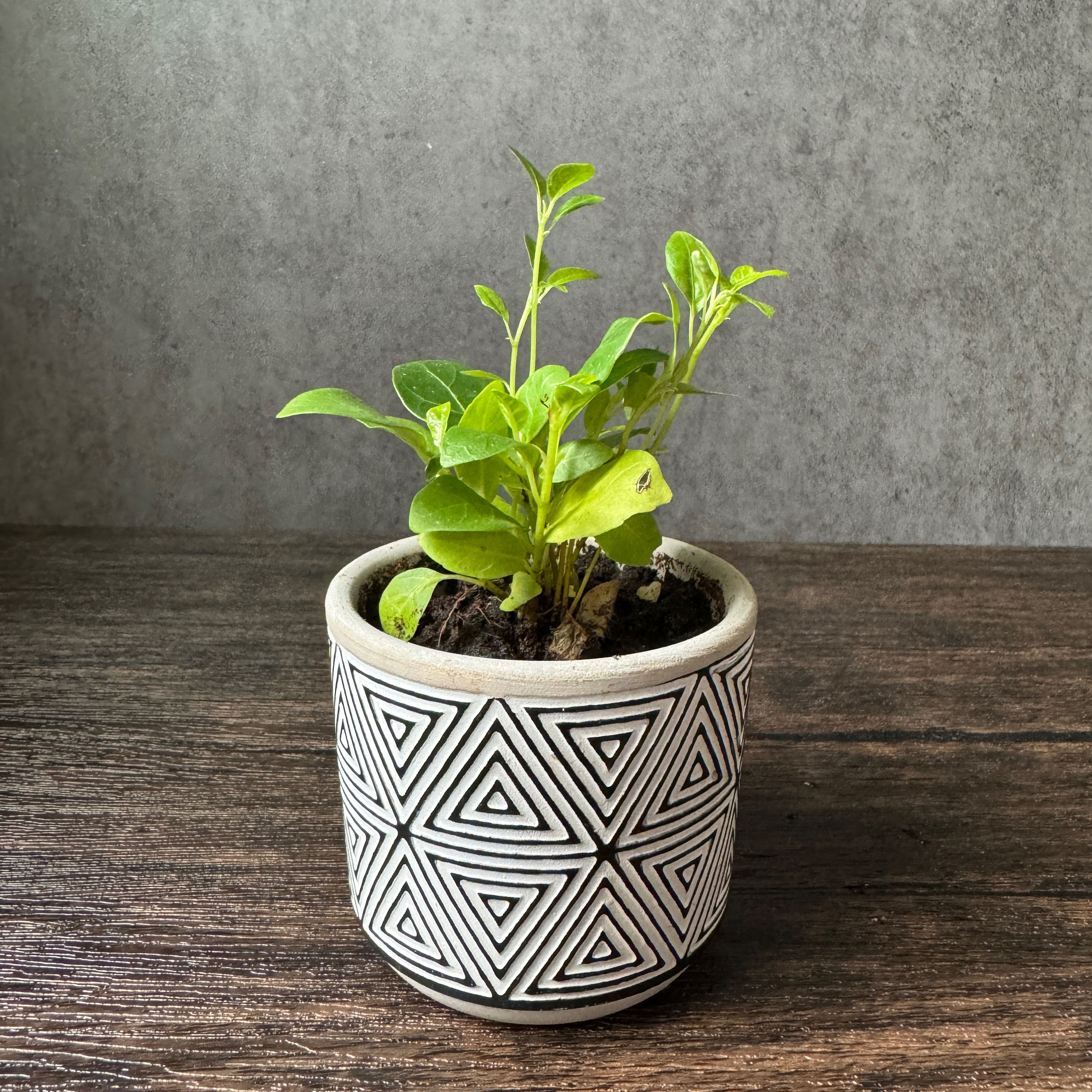 Achilles | A plant by @BrightWildyam on Greg
