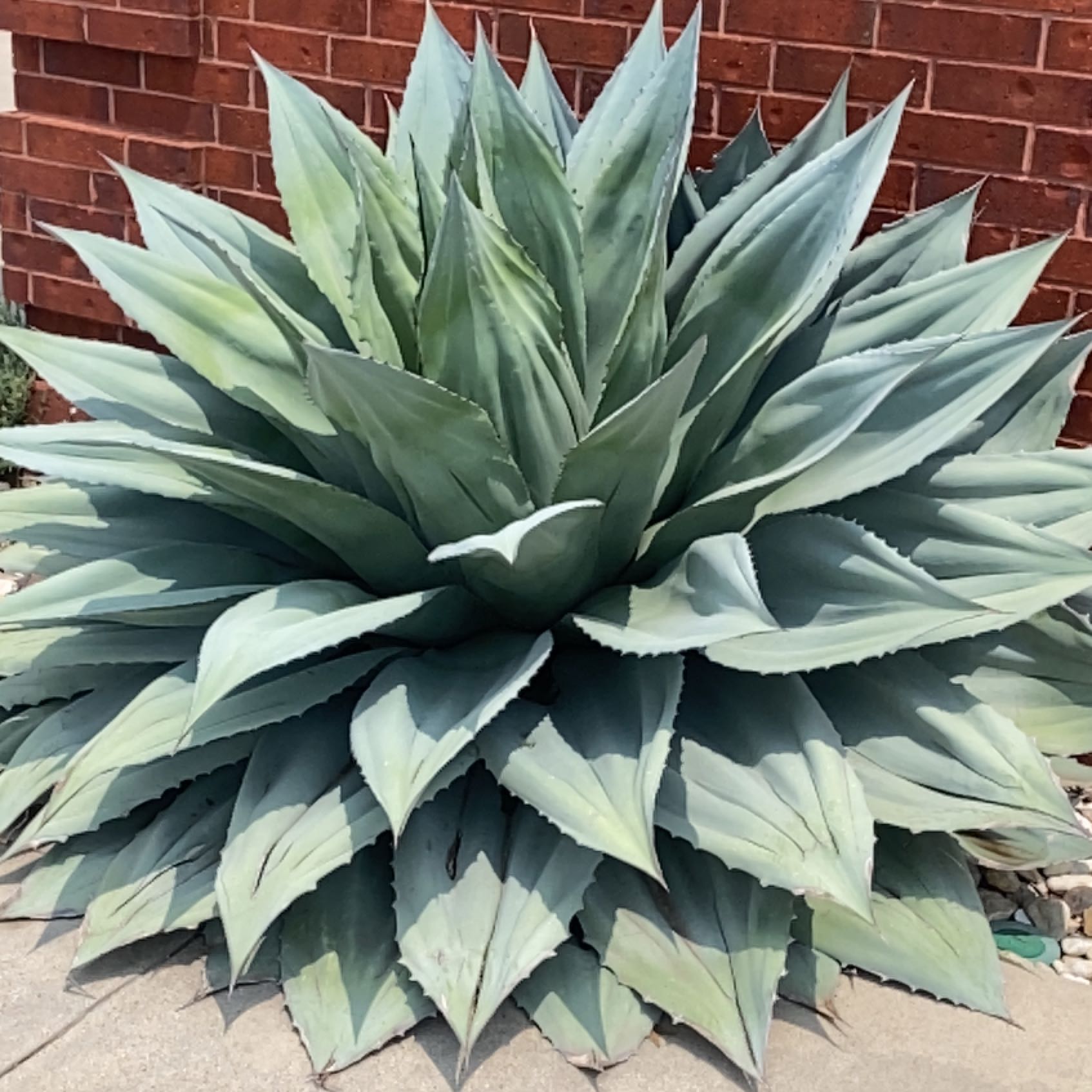 Light Requirements For My Parry's Agave