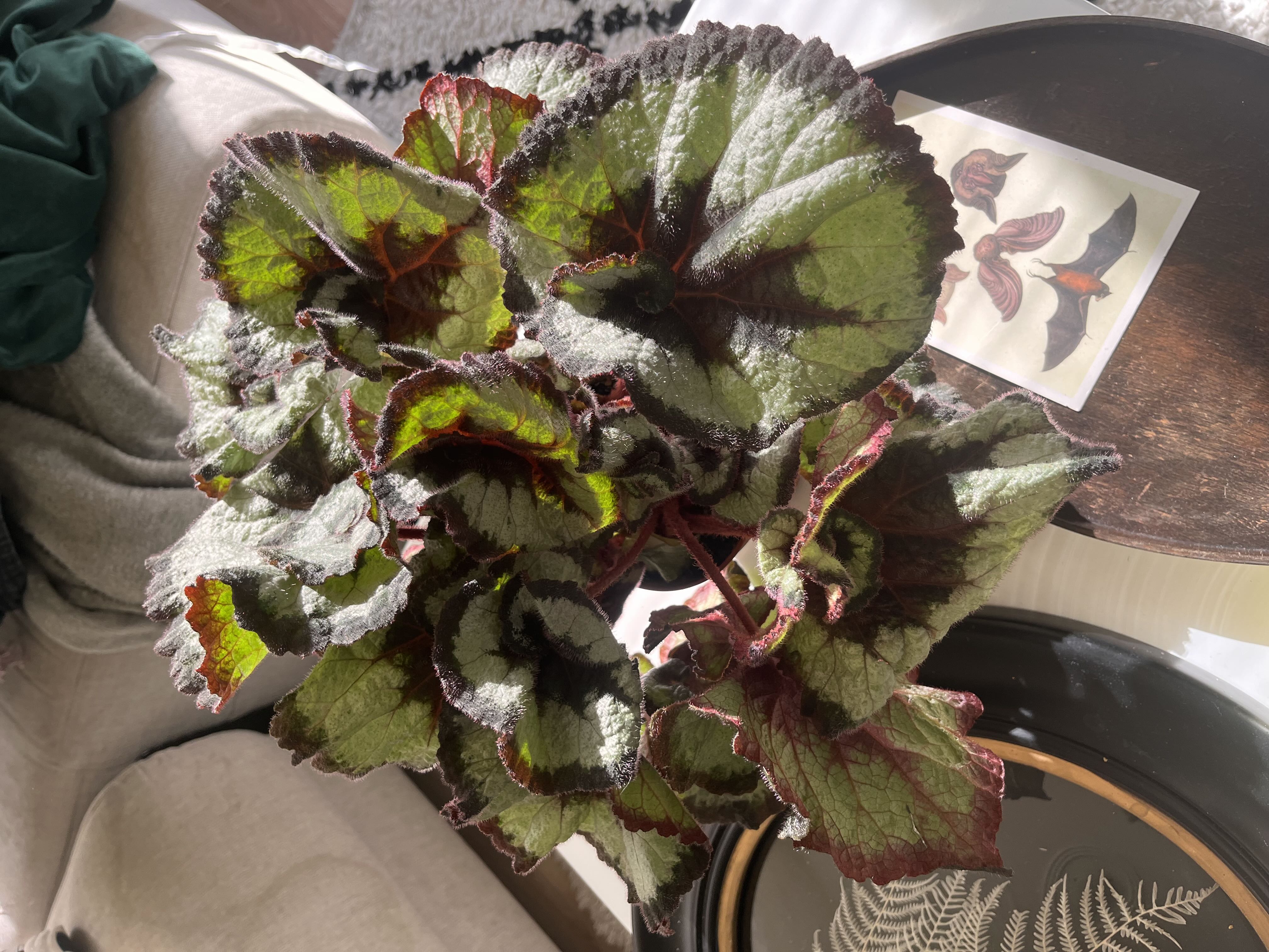 10 Advantages of Having a Begonia rex 'Harmony's Red Robin'