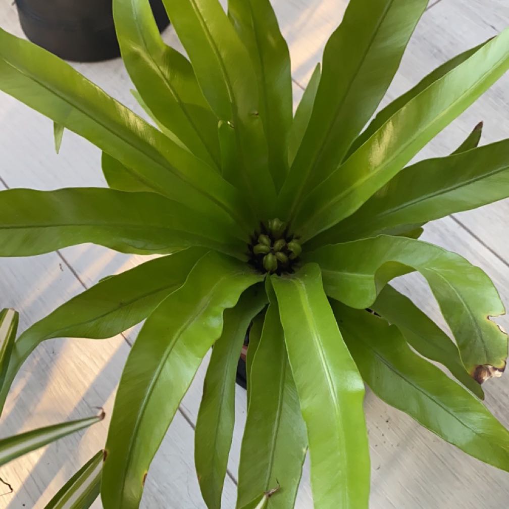 Marley | A plant by @SocialBagpod on Greg