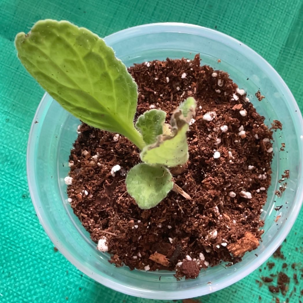 The Complete Primulina 'Patina' Plant Care Guide: Water, Light & Beyond