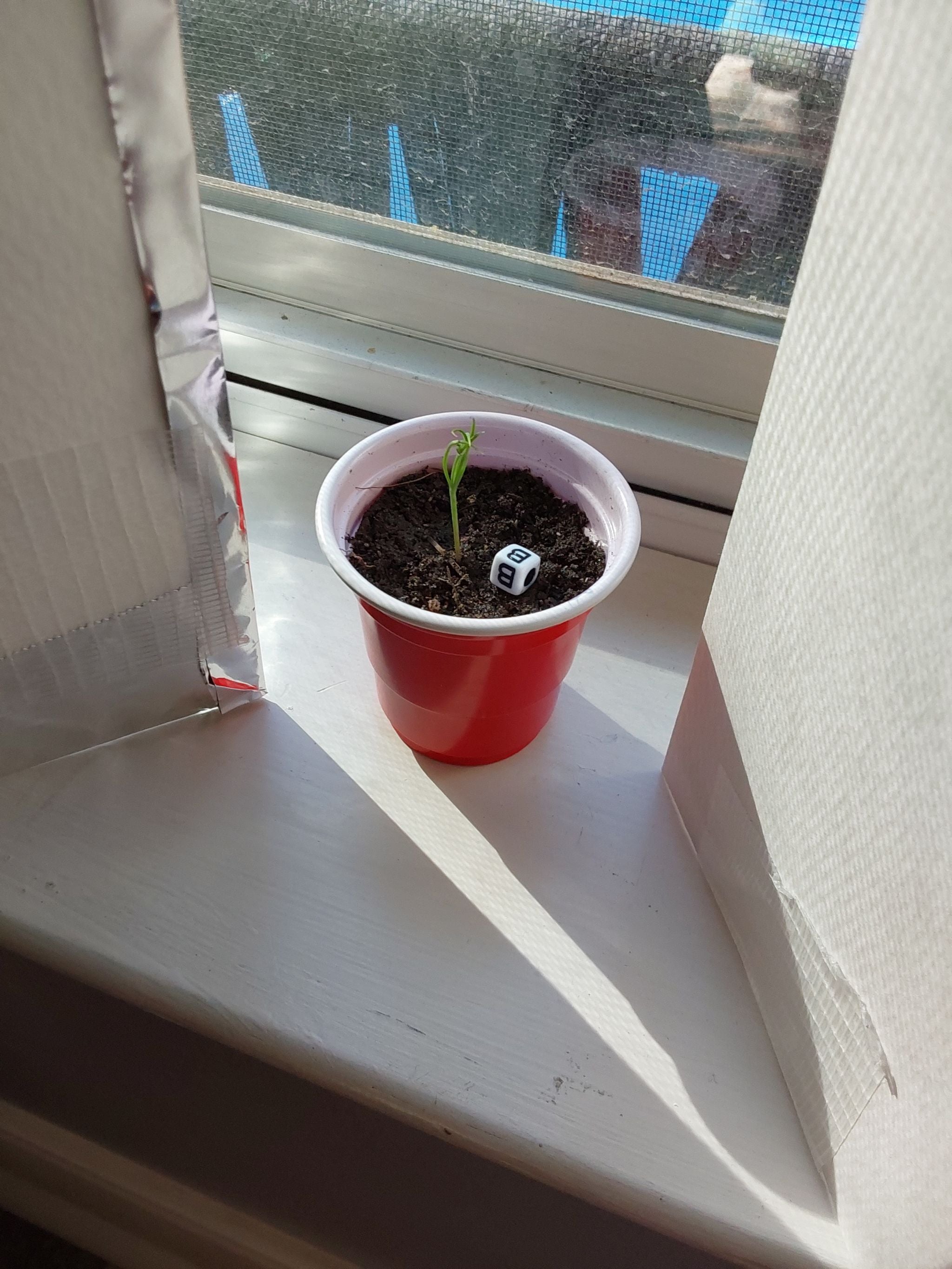 The Complete Baby Queen Palm Plant Care Guide: Water, Light & Beyond