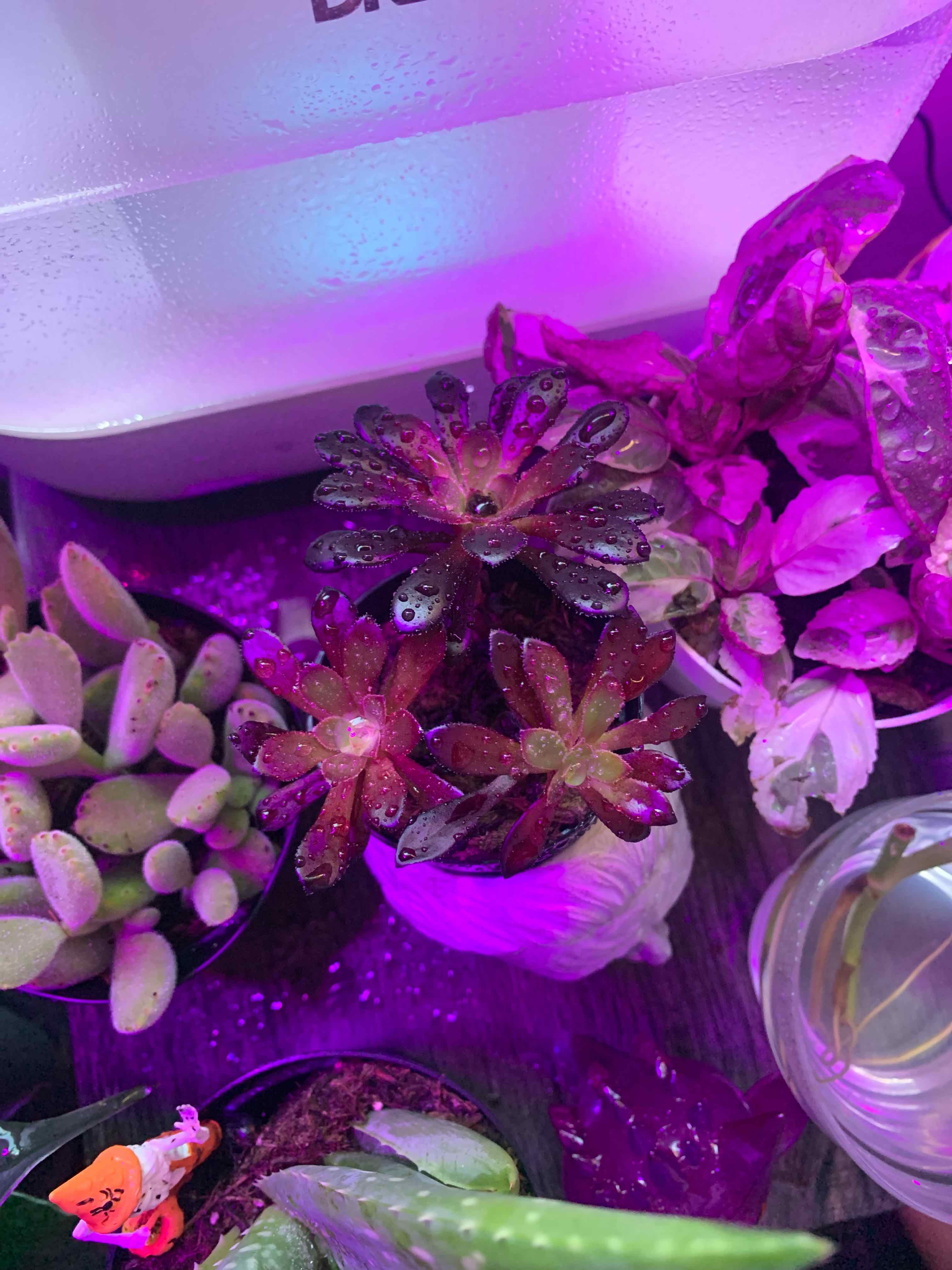Athena | A plant by @CierrasOasis on Greg