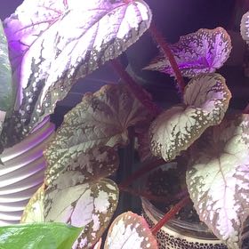 West Texas Blizzard Begonia Plant Care: Water, Light, Nutrients | Greg ...