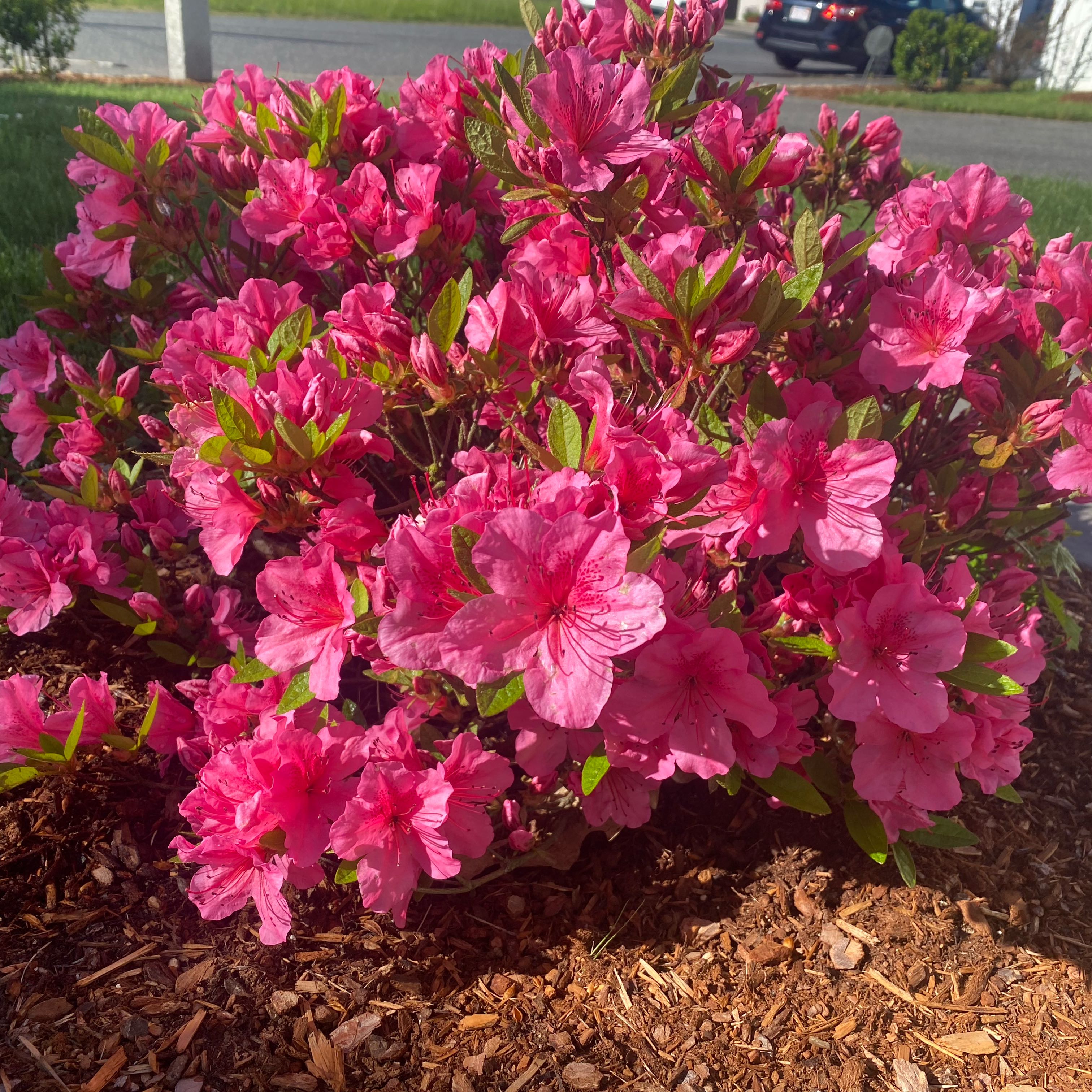Light Requirements For My Pink Azalea