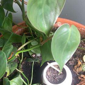 Captain Plant-it | A plant by @SpiffyBrushbox on Greg