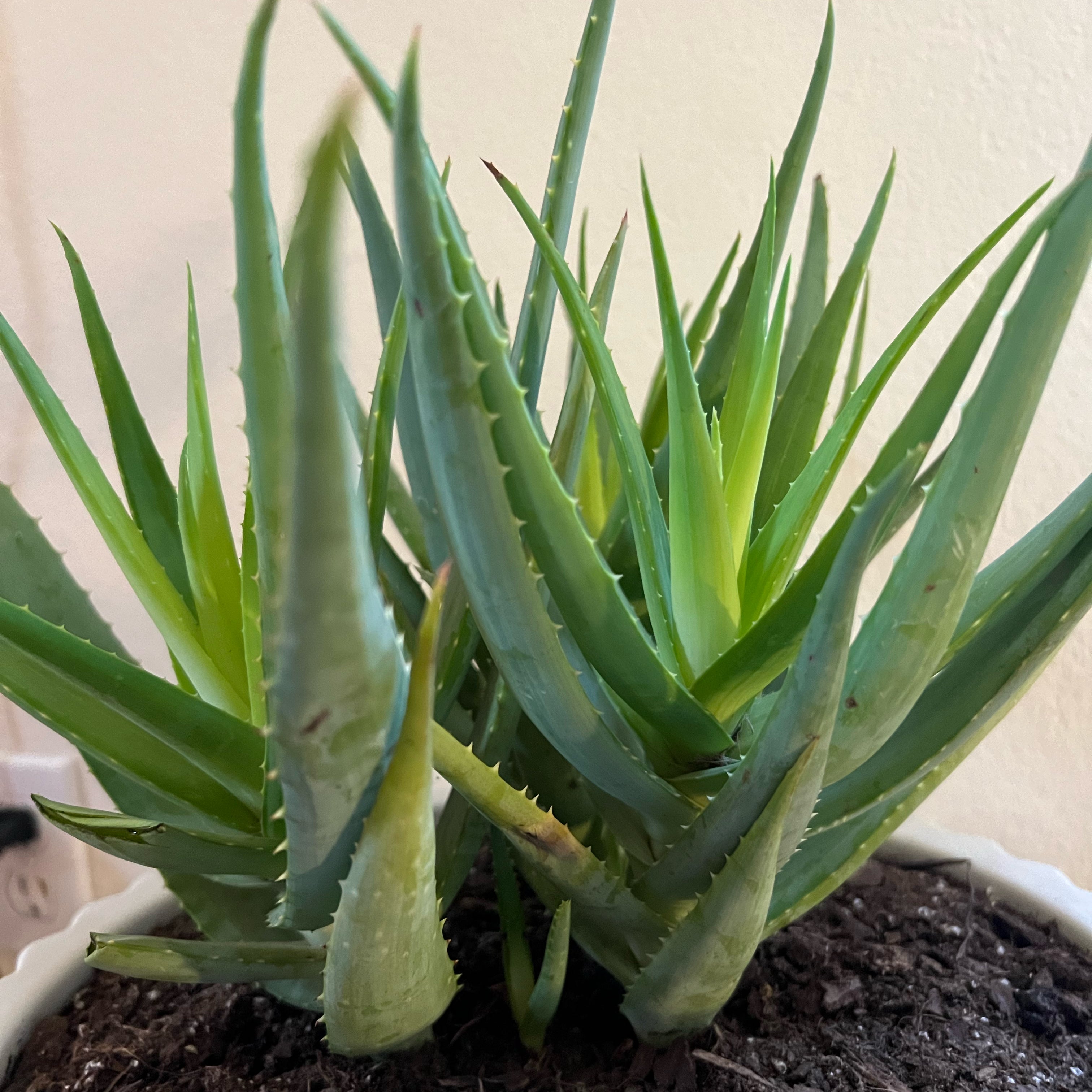 Cleopatra | A plant by @PumpedupIcecaps on Greg