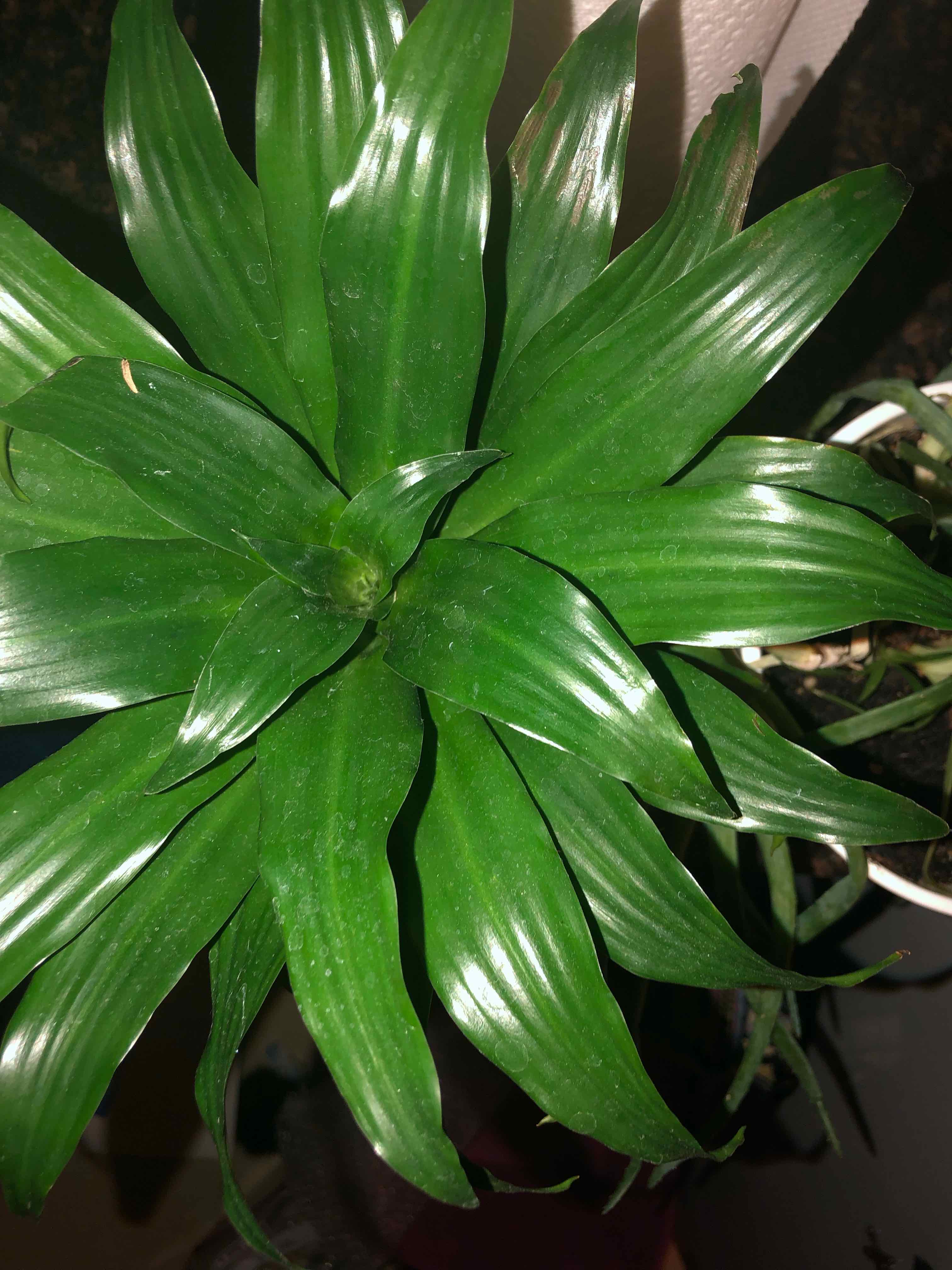 Best Soil for Dracaena 'Janet Craig Compacta'