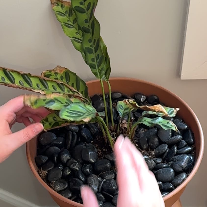 Tree Diddy | A plant by @Plantmama96 on Greg