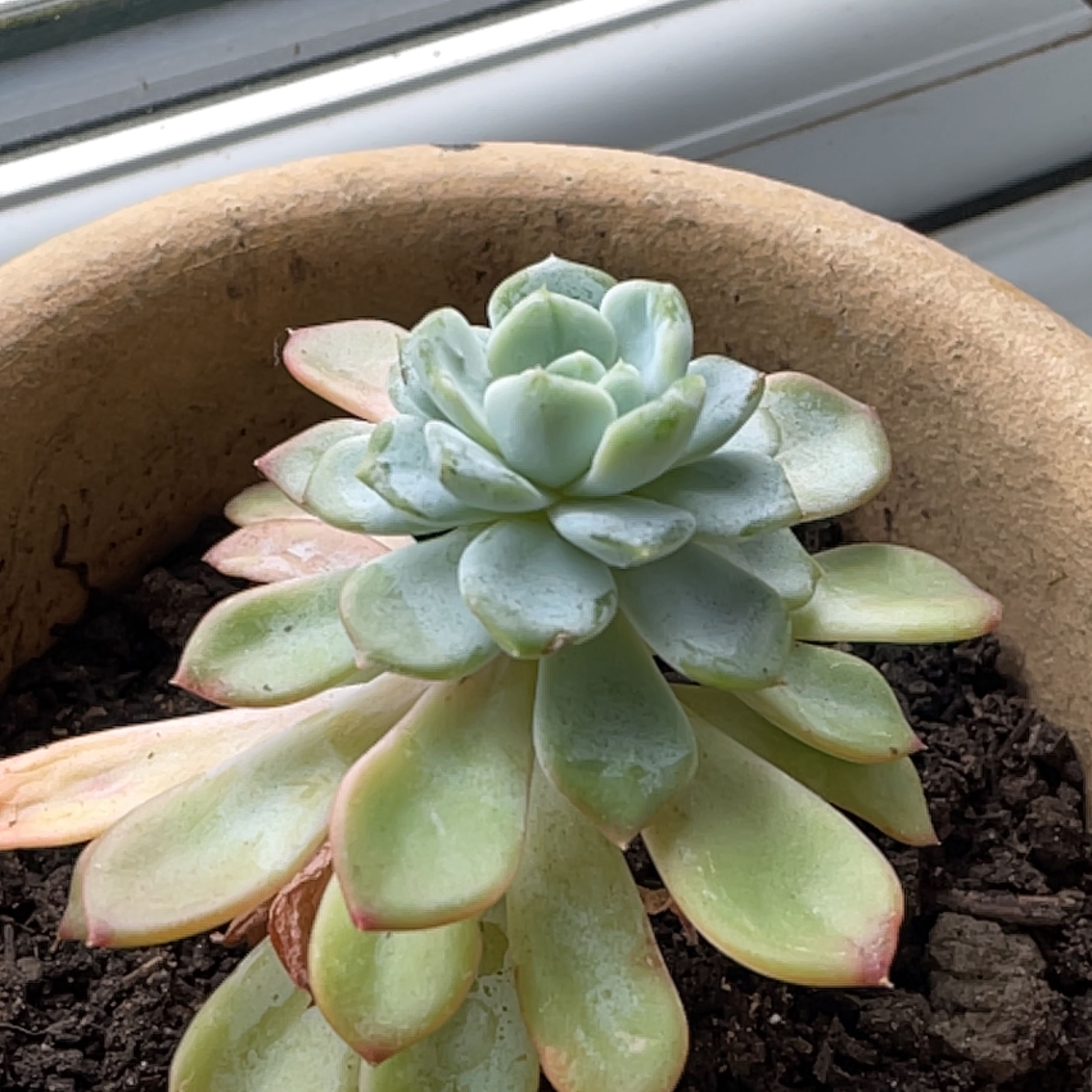 Bella | A plant by @HomelyLightwood on Greg