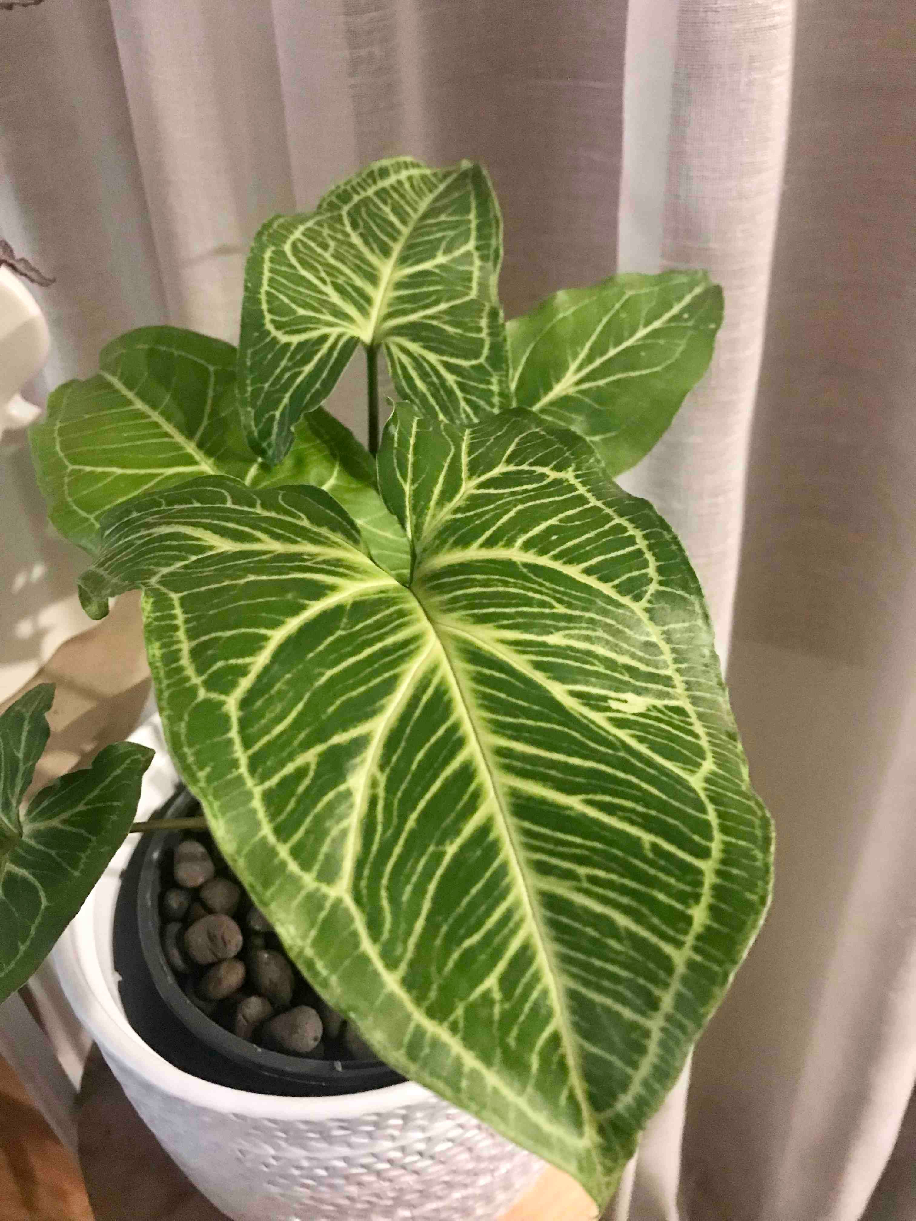 🐛 What Are The Bugs on My Syngonium 'Batik'?